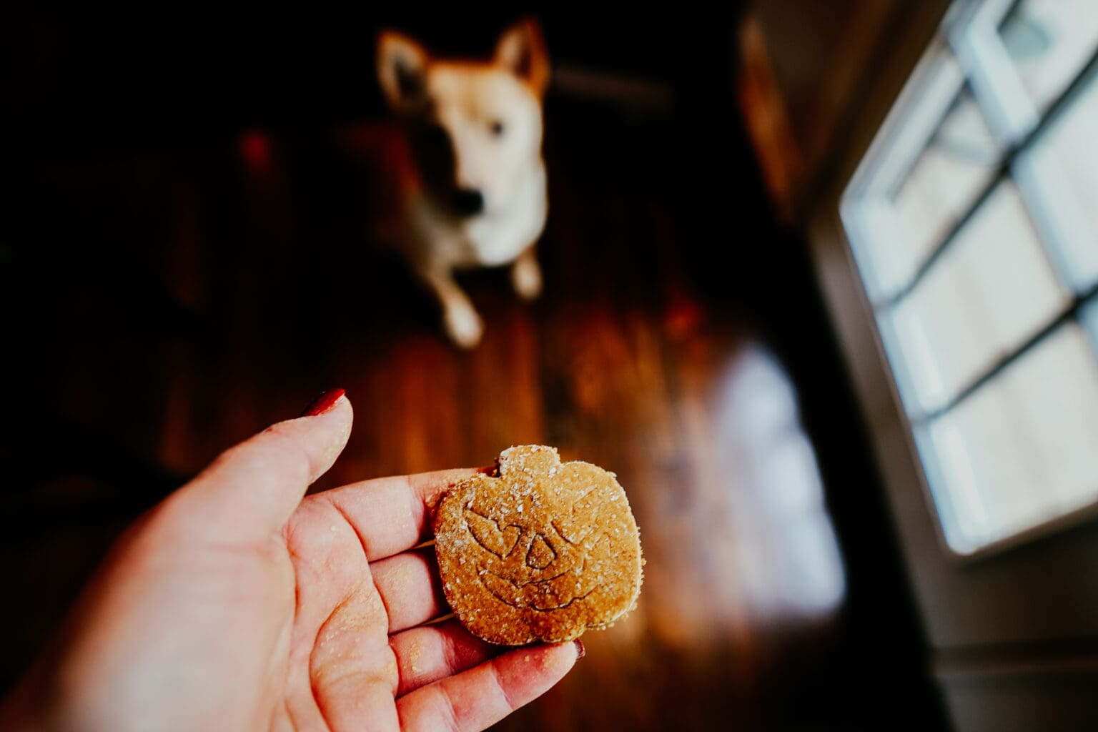 Pumpkin Spice Dog Cookies: An Easy Fall Recipe