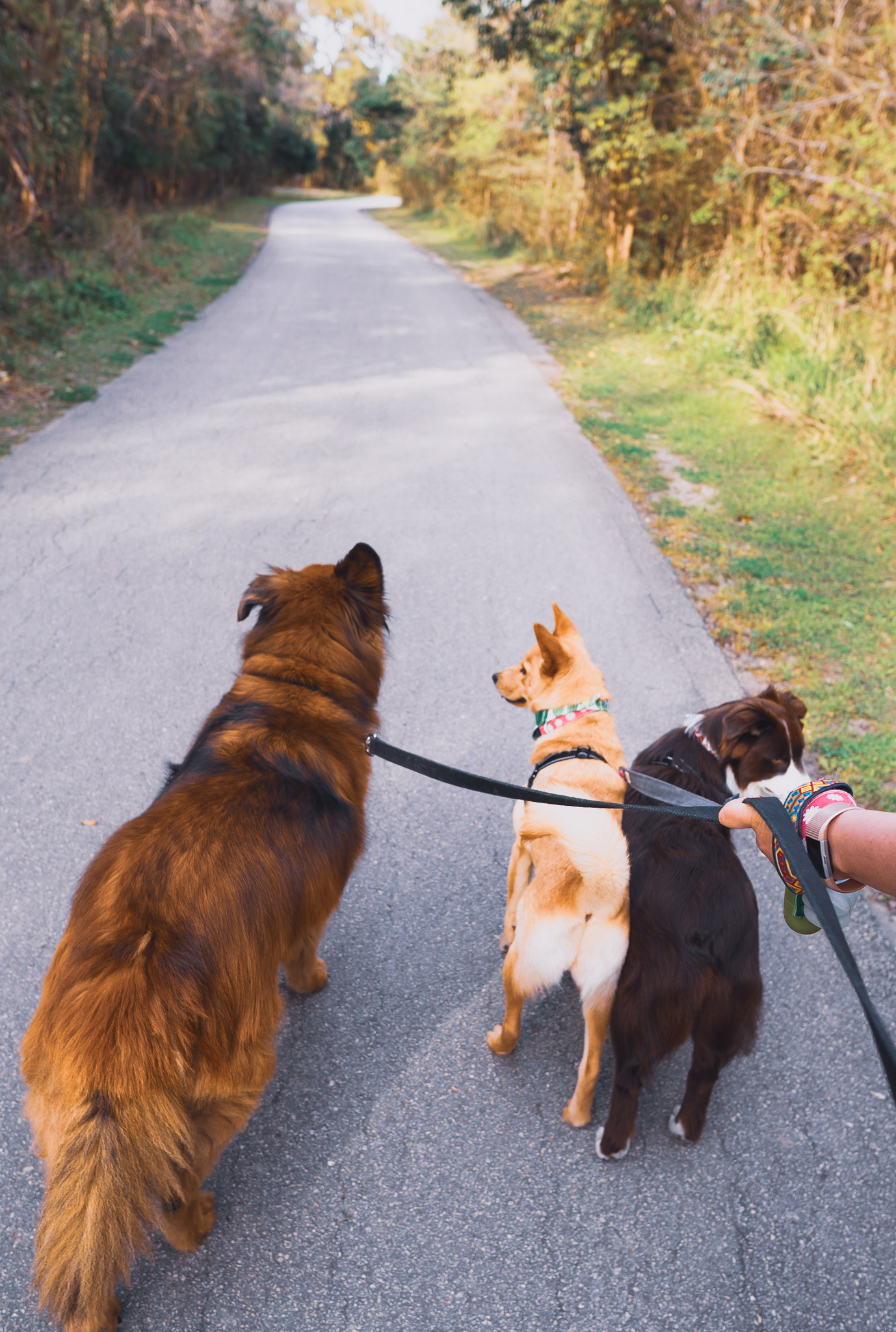 Getting a Third Dog: Yes or No? - The DINK Dog Mom